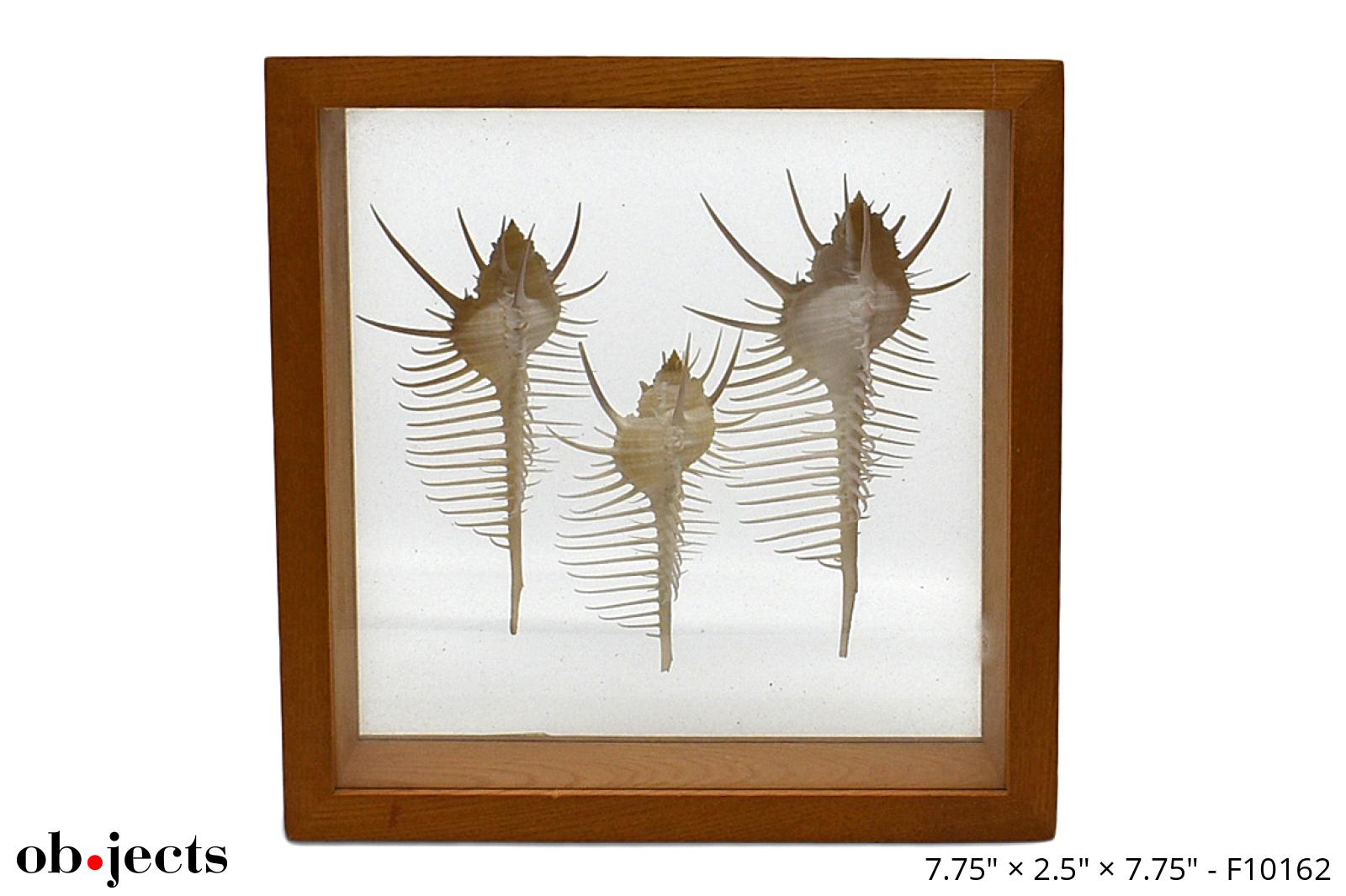 Framed Floating Shells/Pods Natural Frame | Ob•jects