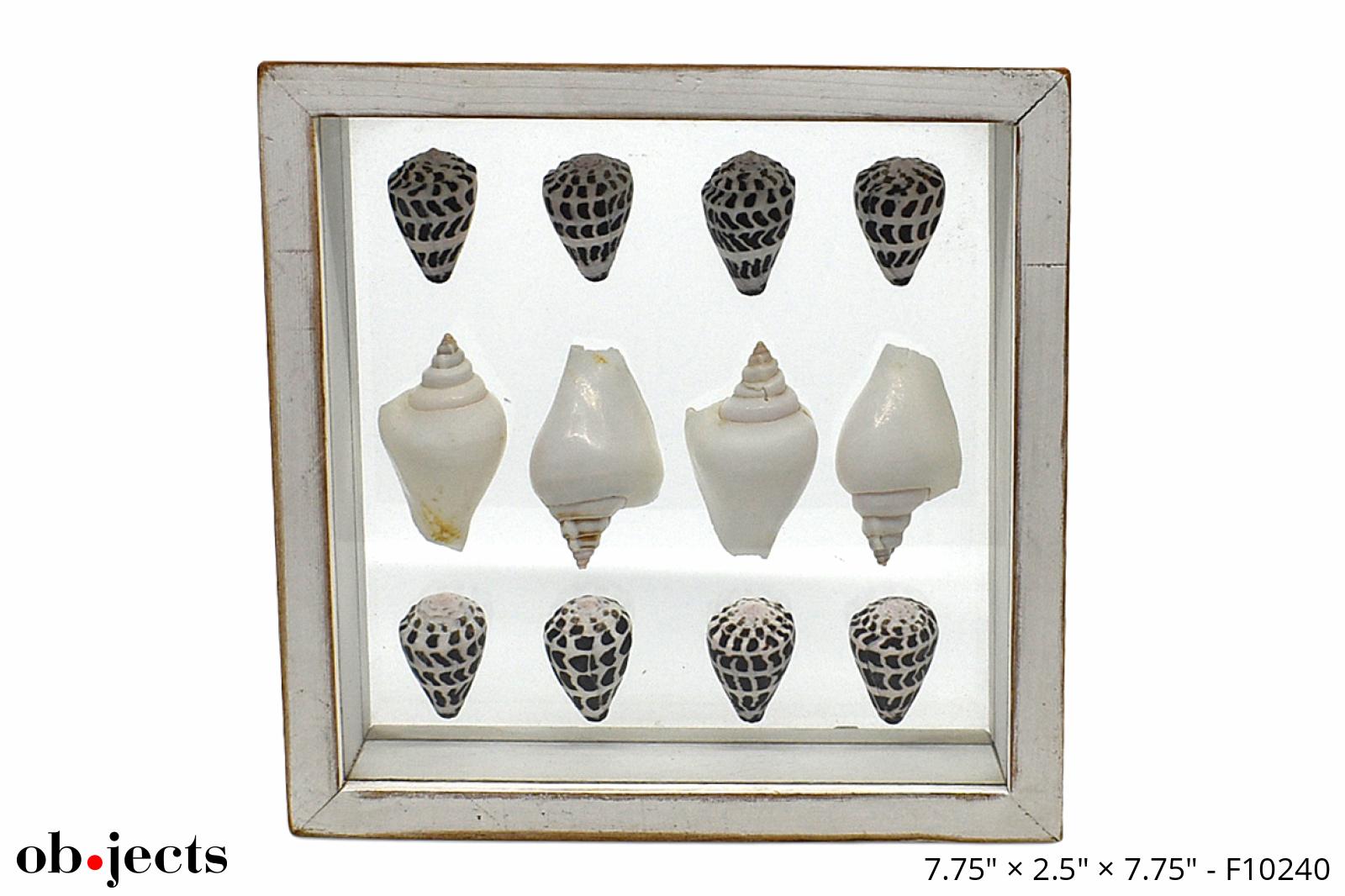 Framed Floating Shells Distressed White Frame | Ob•jects