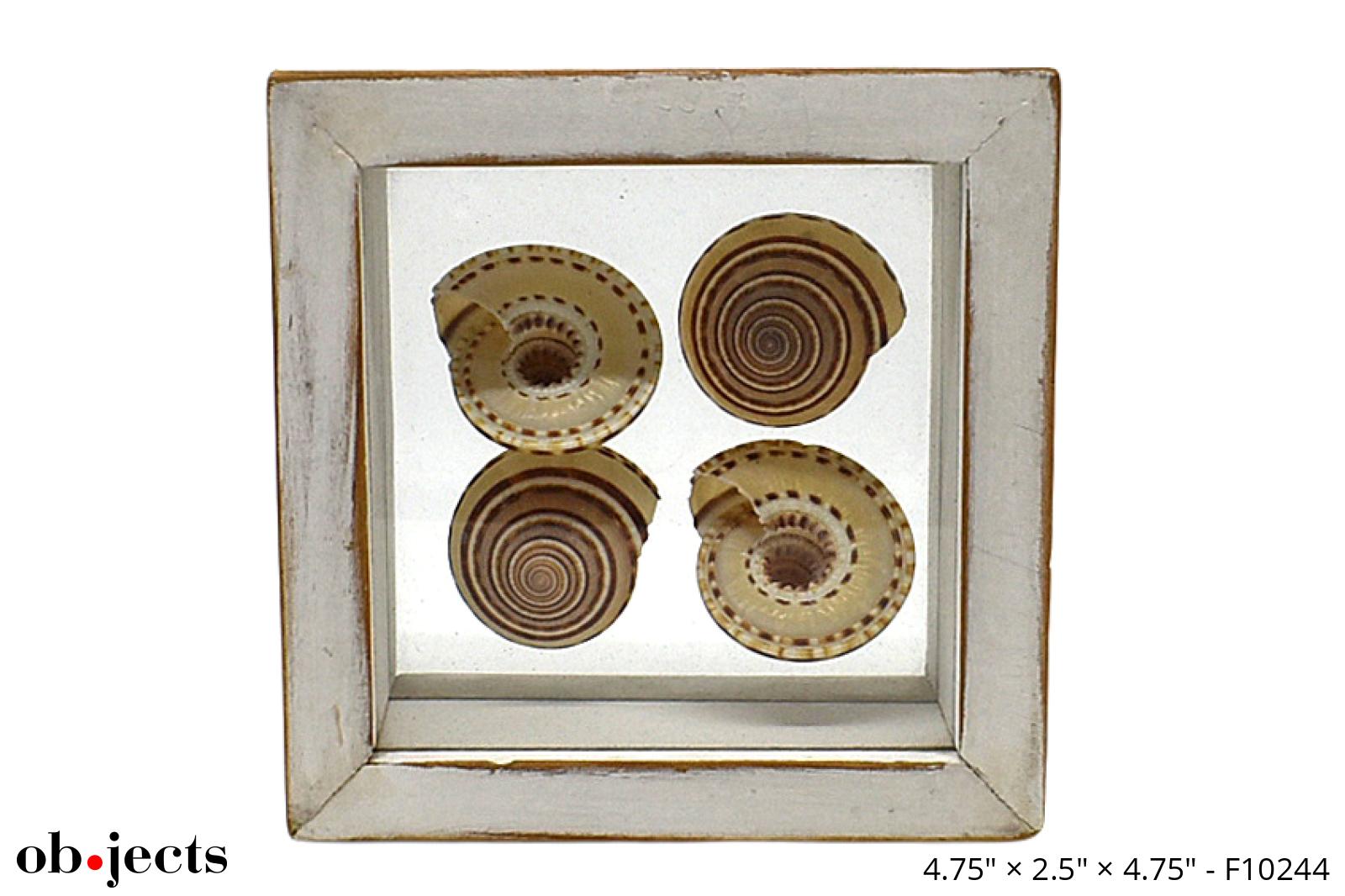 Framed Floating Shells Distressed White Frame | Ob•jects