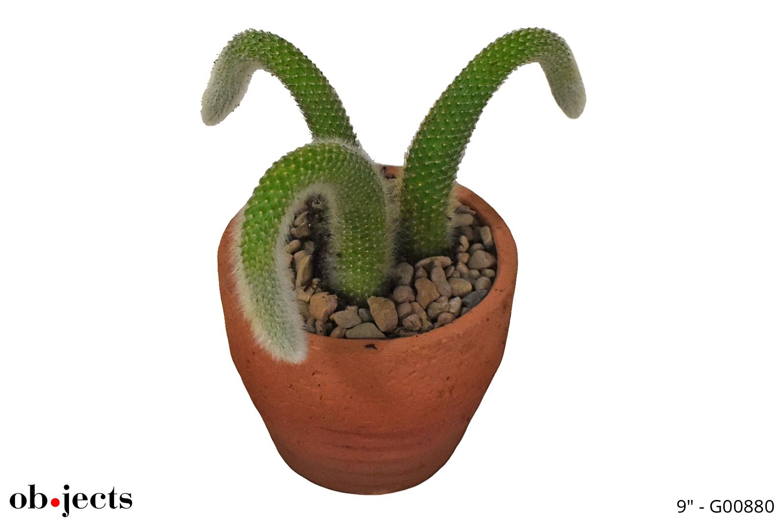 Cactus Live 3 Monkey Tails in Stepped Terracotta Ombre Pot | Ob•jects