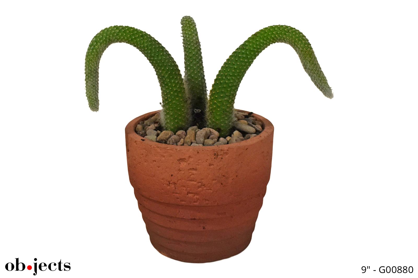 Cactus Live 3 Monkey Tails in Stepped Terracotta Ombre Pot | Ob•jects